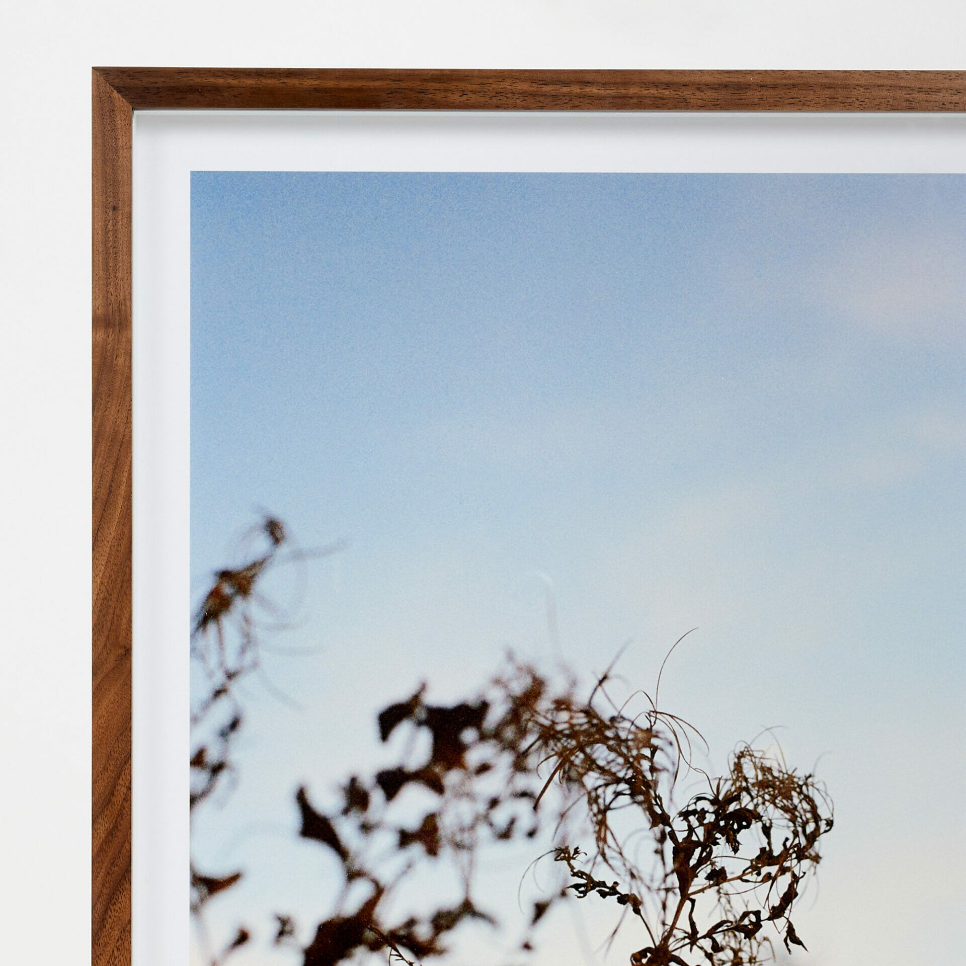 Roots Photo Print - Artists and Objects